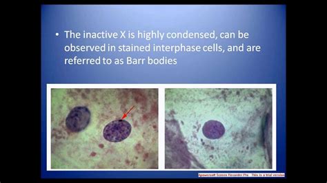 Sex Chromosomes And Sex Determination YouTube