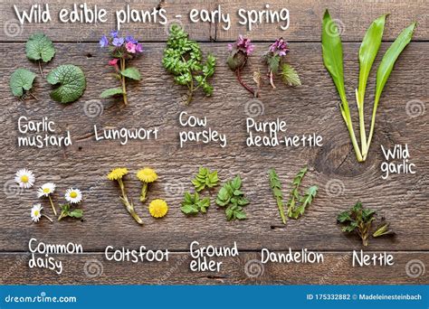 Wild Garlic Lungwort Nettle Coltsfoot And Other Medicinal Herbs And