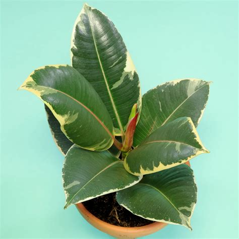 Indische Rubberboom Ficus Elastica Tineke