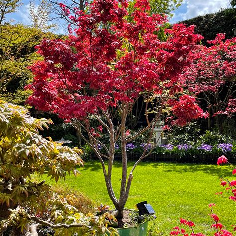 5 Best Trees To Grow In Pots According To Experts Ideal Home
