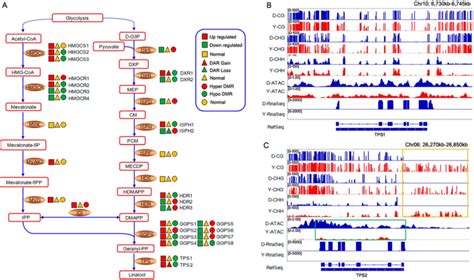 Atac Rna Seq揭秘植物领域的基因表观遗传调控！ 知乎