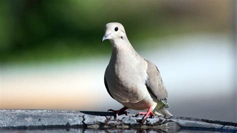 Do Doves Mate For Life Mating Habits Nesting Eggs