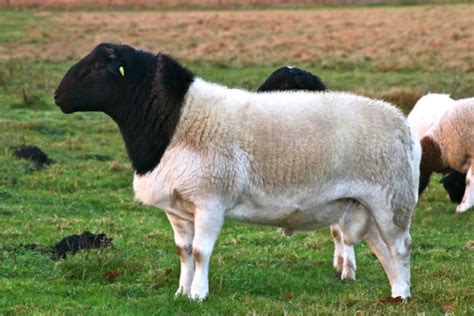 Овцы породы Дорпер