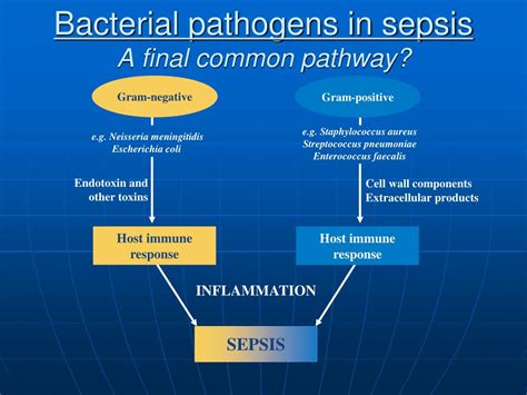 Ppt Sepsis Powerpoint Presentation Free Download Id 6108641