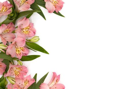 상위 뷰 분홍색 백합 꽃과 복사 공간이 있는 흰색 배경에 새싹이 있는 녹색 잎 평평한 누워 휴일 장식을 위한 부드러운 구성 0명에 대한 스톡 사진 및 기타 이미지 Istock