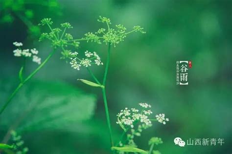 穀雨穀雨雨生百穀 每日頭條