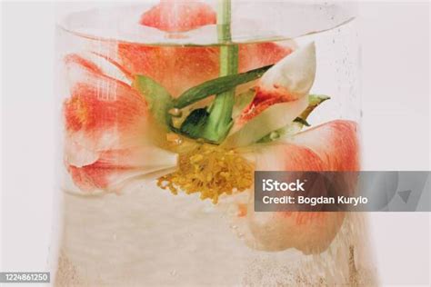 유리 투명 화병 클로즈업에서 물 속에서 모란 꽃 꽃잎에 물과 공기 방울에 침지 아름다운 꽃 예술과 미학 창조적 인 사진 0명에 대한 스톡 사진 및 기타 이미지 Istock