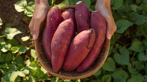 Are Yams Sweet Potatoes Different At Mark Cristobal Blog