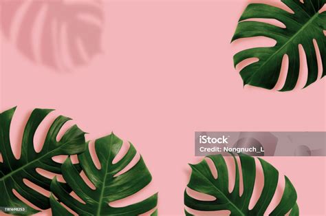 열대 잎 몬스터 분홍색 여름 배경에 그림자녹색 잎 플랫 레이 상단보기 파스텔 색상 그림 열대 이국적인 잎 디자인 초대장 배경 텍스트의 날짜 공간을 저장합니다 배경 주제에