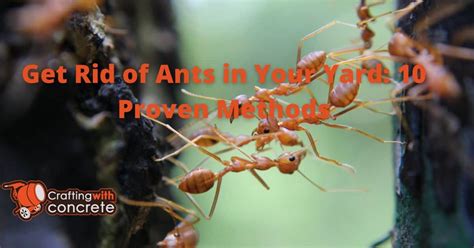 Get Rid Of Ants In Your Yard 10 Proven Methods Craftingwithconcrete Com