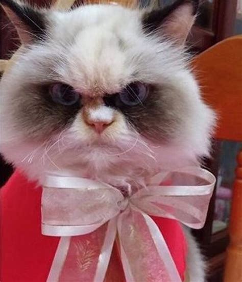 Meow the Cat Approved: Top 10 Products You Need to Pamper Your Feline ...