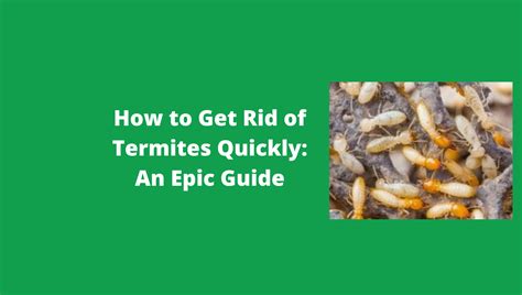 How To Get Rid Of Termites Quickly An Epic Guide In 2025
