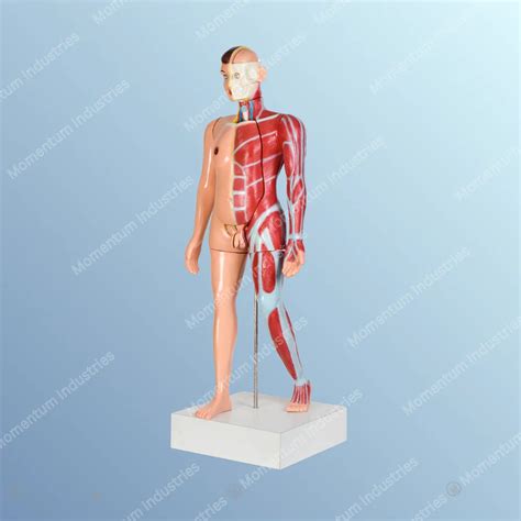 Fiberglass Mi Torso Male Full Size Model 180 Cm At ₹ 28750 Piece In