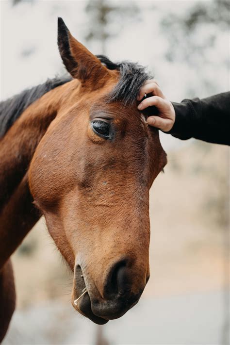 Susanimegirlbody Photos Download The Best Free Susanimegirlbody