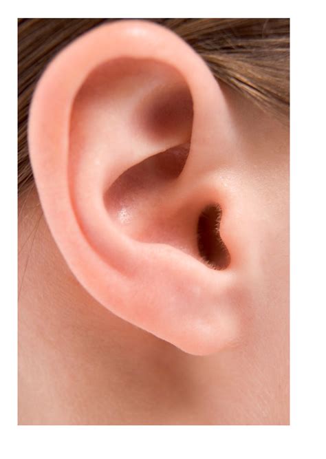 Outer Ear Anatomy Diagram Quizlet
