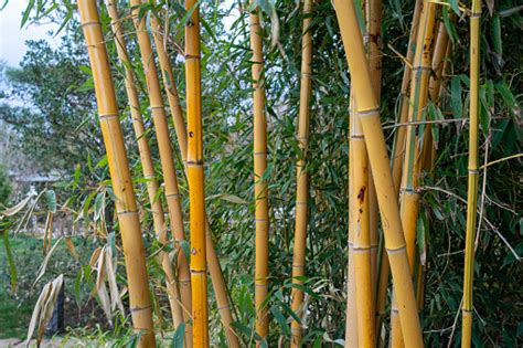 정원에서 황금 대나무 무성한 녹색 잎이 있는 생생한 황금빛 대나무 줄기는 야외 정원 환경에서 눈에 띄는 색상과 자연의 아름다움을 보여줍니다 조경 디자인 0명에 대한 스톡