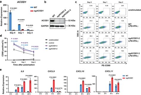 Metabolic Reprogramming Via Acod1 Depletion Enhances Function Of Human Induced Pluripotent Stem