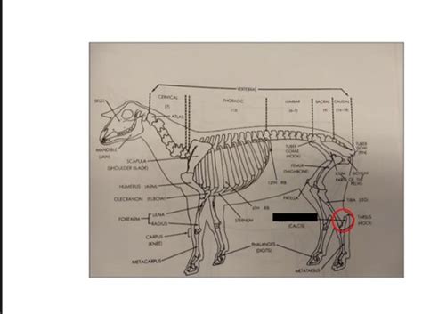 Goat Skeletal System Flashcards Quizlet