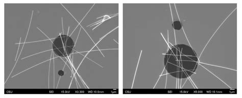 Single Shot Picosecond Resolution Fourier Transform Holographic Microscopy With Large Field Of
