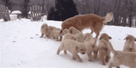 My Programmers Life In A Nutshell The Coding Love Programmer Humor S Memes Jokes