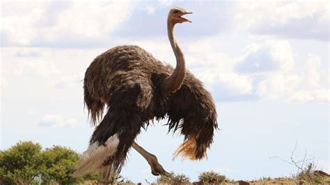 타조 뼈는 개에게 안전한가요