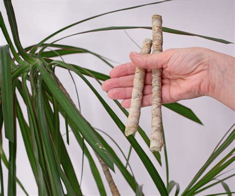 How To Propagate A Dragon Tree In 3 Easy Steps Homes And Gardens