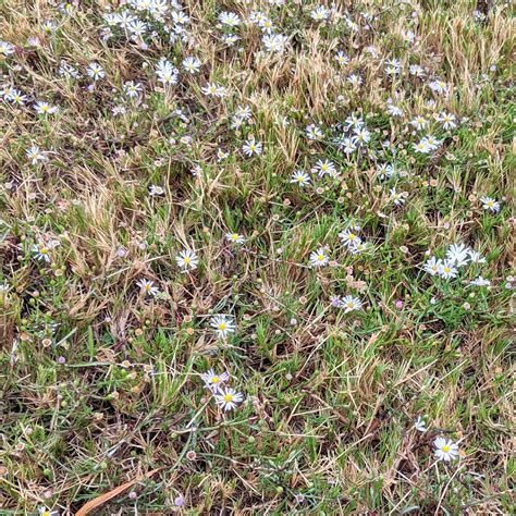 Texas Gardening Roadside Aster Thrives Amid Struggling Turf Brazos Life