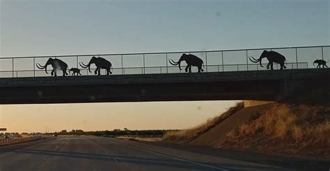 Why Are There Mammoths Or What Look Like Elephants On Highway