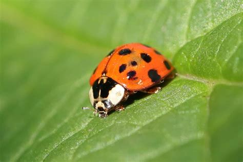 How To Tell The Difference Between A Male Vs Female Ladybug A Z Animals