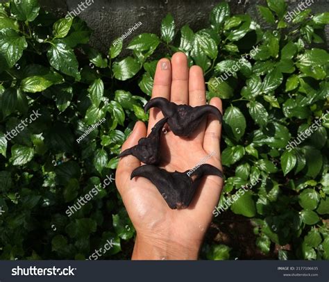 1,002 Trapa Images, Stock Photos & Vectors | Shutterstock