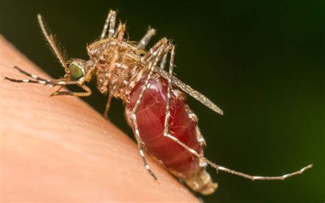 Why Do Mosquito Bites Itch For Days Omnis Pest Control