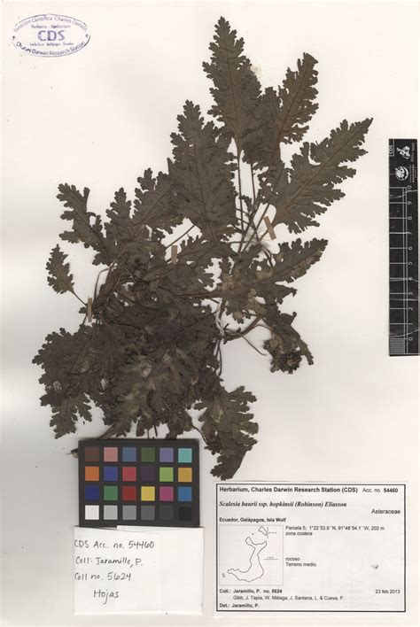Scalesia Baurii Subsp Hopkinsii