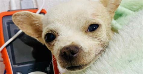 Murió Pincky El Perro Atacado Con Un Trincho Cuando Defendió Su Casa