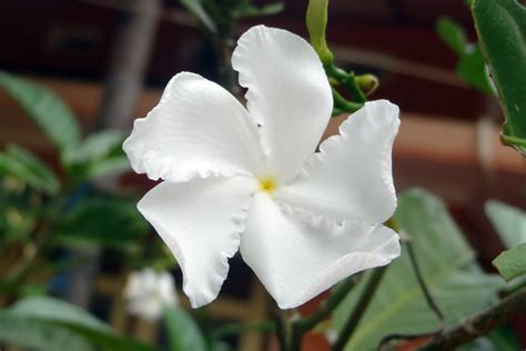 List Of Trees That Start With T Flora Fauna Fun List Of Trees That Start With T Flora Fauna Fun