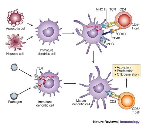 Cell Antigen Presenting Biological Science Picture Directory