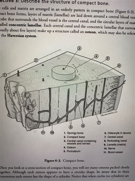 Answered 11 10 8 1 Spongy Bone 2 Compact Bartleby