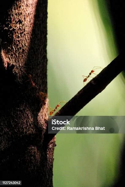 Semut Api Merah Memanjat Cabang Pohon Foto Stok Unduh Gambar Sekarang Alam Cabang Bagian
