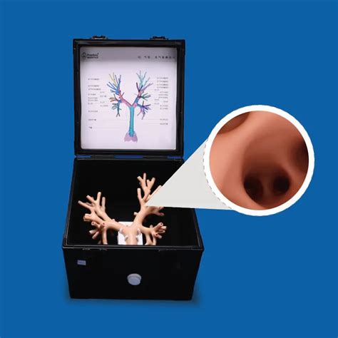 Bronchoscopy Simulator Manufacturer Bronchoscopy Training Model