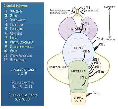Cranial Nerve Segmentation Of The Nerves 3d Reconstruction Of The 12