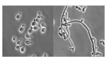 Lec 1 Intro To Microbiology MCQ Flashcards Quizlet
