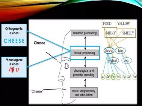 Visual Words Recognition Pptx Biological Sciences Science