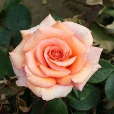 Rosa Warm Wishes Hybrid Tea Agm L Coolings Garden Centre