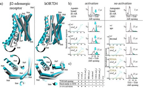 Or7d4 Intracellular Cleft Opening Is Similar To That Of β2 Adrenergic