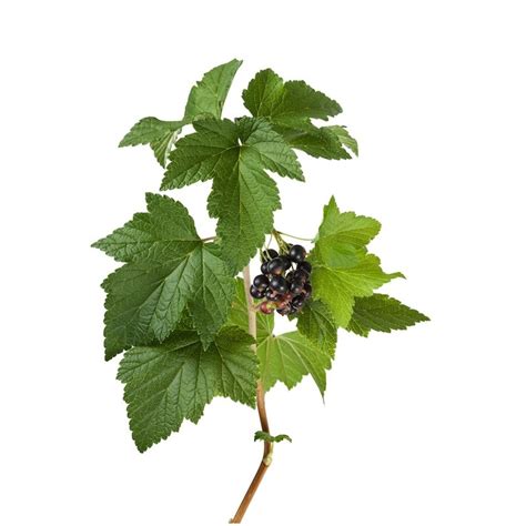 Cassis Feuille Bio Pour 100g Le Panier Vrac