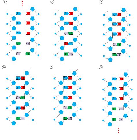Figure 1 From Structure Learning Of Deep Networks Via Dna Computing