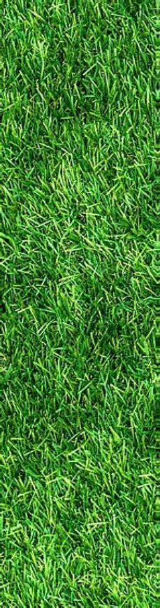 Redirecting To Evaluation Fungicides Management