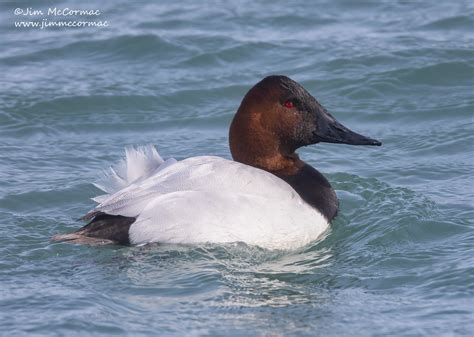 Ohio Birds And Biodiversity Canvasback A Fine Botanical Duck