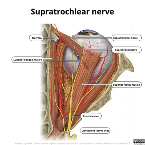 Supratrochlear Nerve Function