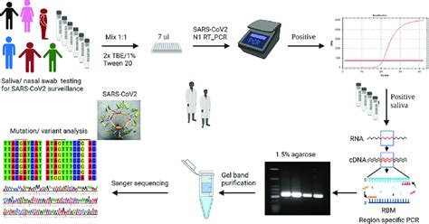 Workflow Strategy For Quick And Cost Effective Identification Of Download Scientific Diagram
