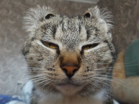 Просто кошачья морда Пикабу